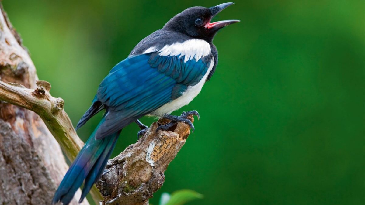 Pourquoi le crie de la pie est-il si caractéristique ? - Habitats Durables