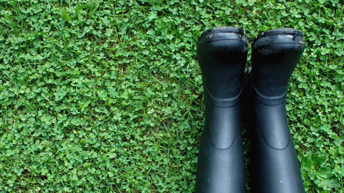 Types de gazon vert foncé (5 options à considérer) - Habitats Durables